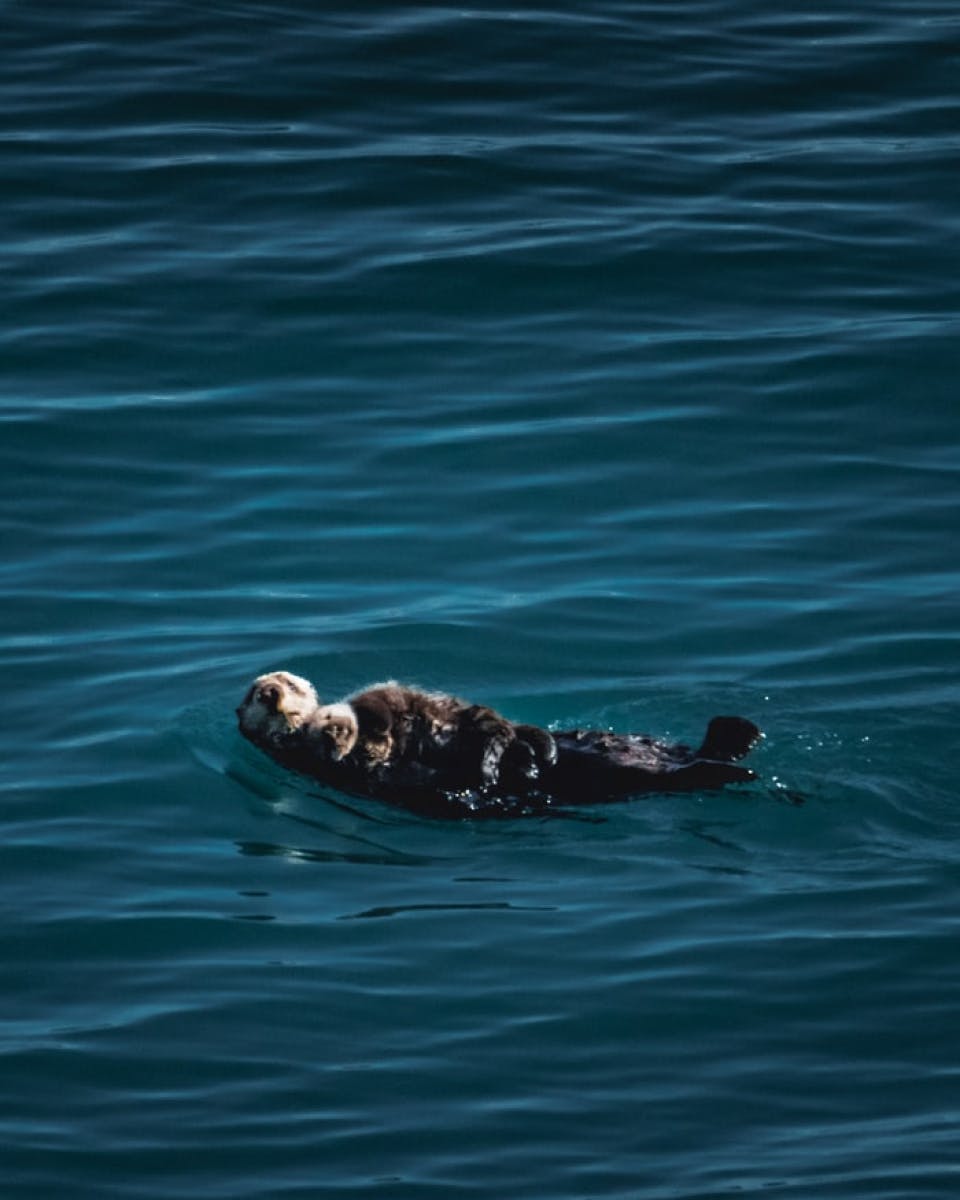 office otter Pricing, Alternatives & More 2023 | Capterra